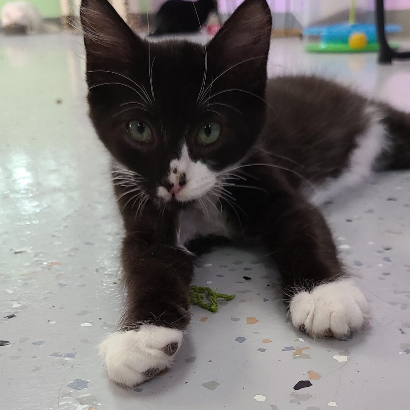 Cat Cafe Rescue Offers Animal Rescue Services in Chino Hills, CA 91709